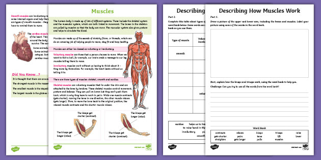 Year 3 Muscles Activity KS2 Worksheet (teacher made)