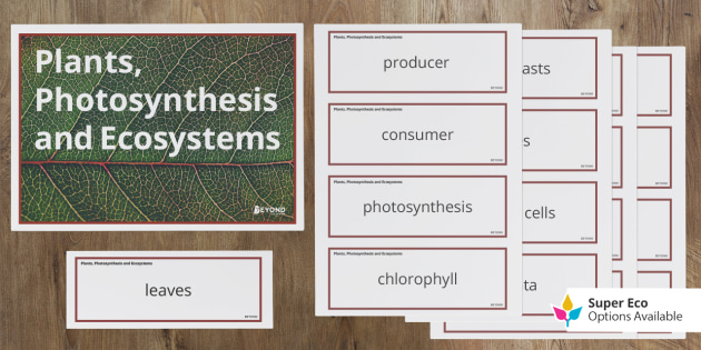 Plants, Photosynthesis and Ecosystems Word Wall