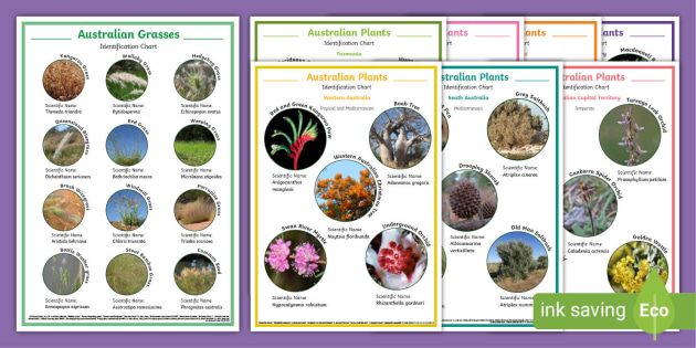 Australian Plants and Grasses Identification Charts