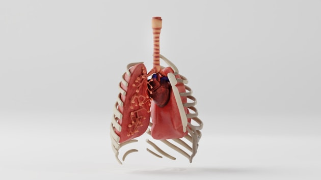 3D Model: Human Body - The Respiratory System (teacher made)