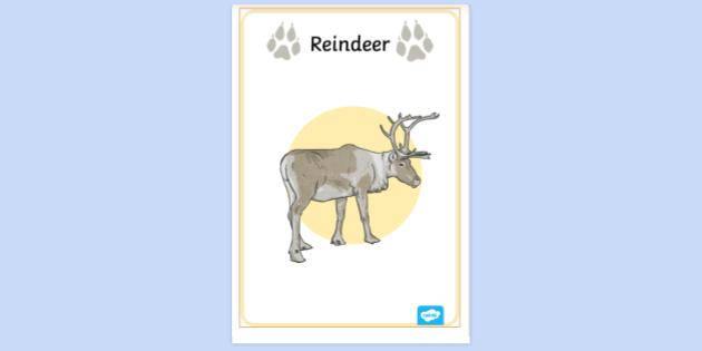 FREE! - Reindeer Poster | Display Poster | Primary Resource | Twinkl