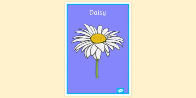 Daisy Poster | Display Poster | Nature | Flowers | Twinkl