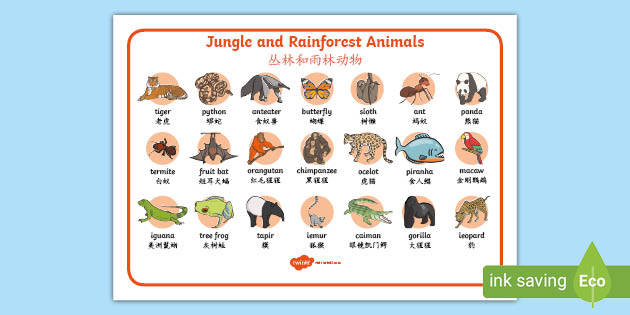 Jungle and Rainforest Word Mat - English/Mandarin Chinese