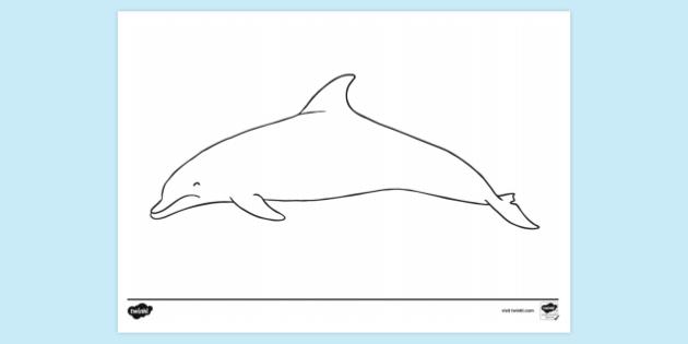 FREE! - Tin Tin the Dolphin Colouring | Colouring Sheets