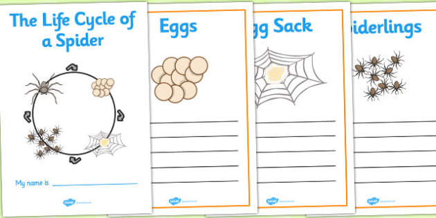 FREE! - Life Cycle of a Spider Workbook - Science Resource - Twinkl