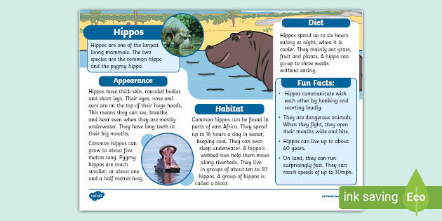 Hippopotamus Fact File (teacher made)