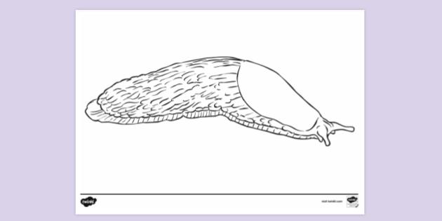 Slugs Colouring Sheet | Colouring Sheets