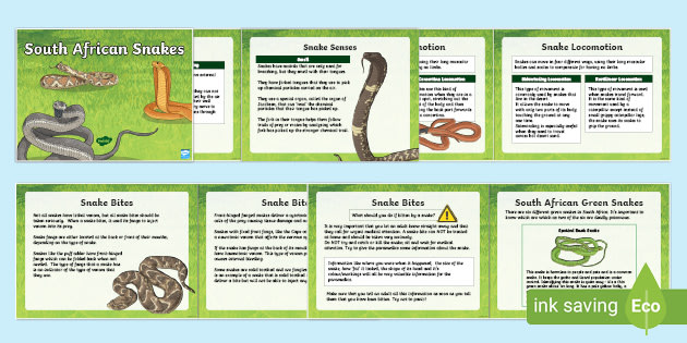 South African Snakes Flipbook