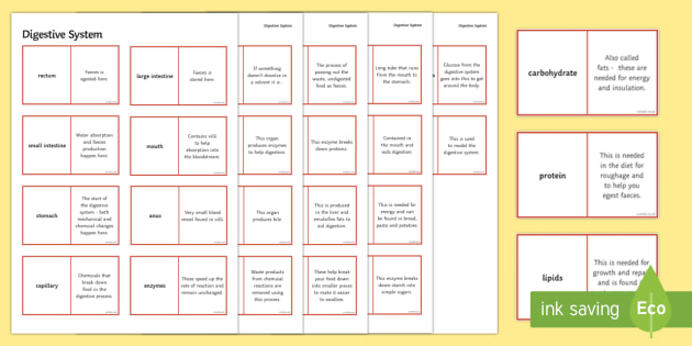 Digestive System Sorting Activity Loop Cards (teacher made)