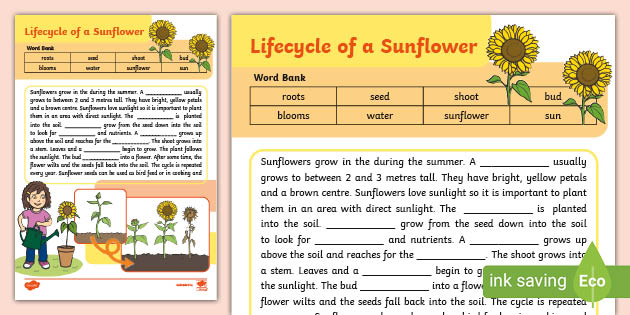 Lifecycle of a Sunflower Cloze Activity (teacher made)