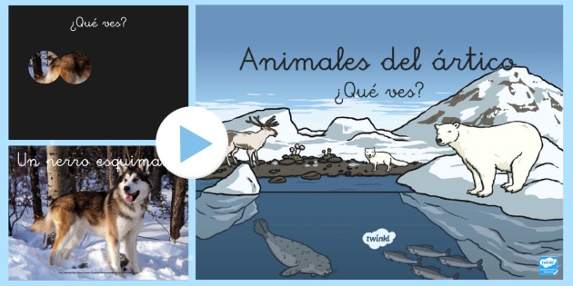 Presentación: Los animales del Ártico | Recursos | Twinkl