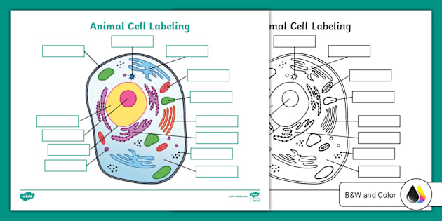 Cell Labeling Sheet Animal And Plant Cells | Worksheet | Education.com