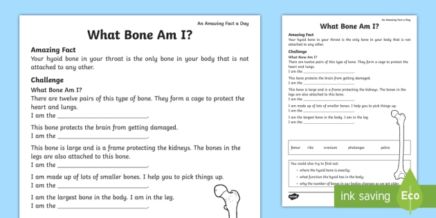 Which Bone Am I? Worksheet (teacher made)