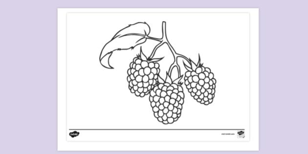 FREE! - Raspberry Raspberries Colouring Sheet | Colouring Sheets
