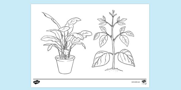 FREE! - Plant Colouring Page (teacher made)
