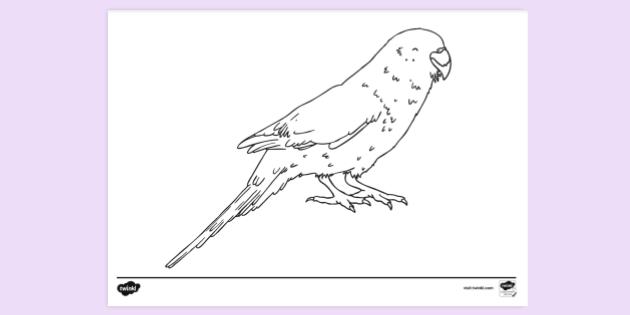 FREE! - Parakeet Colouring Page | Colouring Sheets