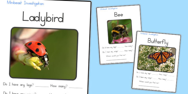 Minibeast Investigation Sheets (teacher made)
