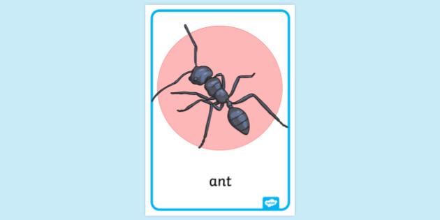 FREE! - Ant Display Poster | Primary Resources