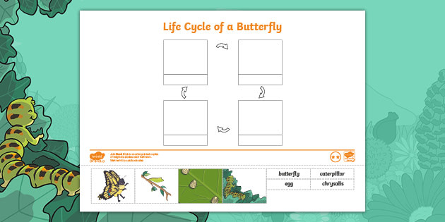 Butterfly Life Cycle Worksheet PDF Pack - Teacher-made