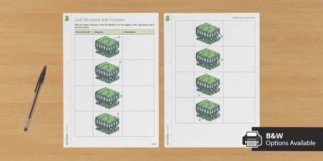 Leaf Structure and Function Worksheet | Biology | Beyond