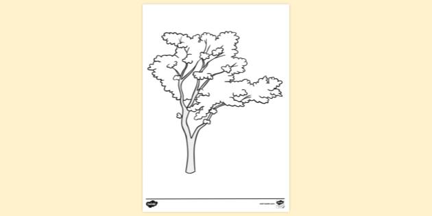 Ginko Tree Colouring Sheet | Colouring Sheets (teacher made)