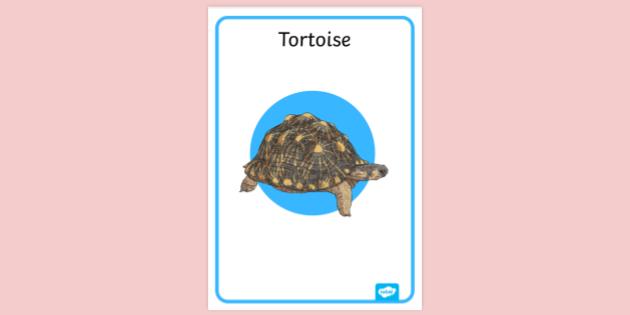 FREE! - Tortoise Poster | Primary Resources | Twinkl Made