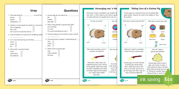 How To Look After A Guinea Pig Differentiated Reading Comprehension