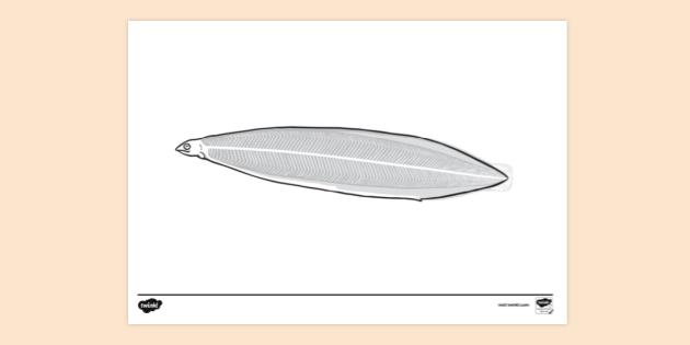 FREE! - Eel Larva Colouring | Colouring Sheets