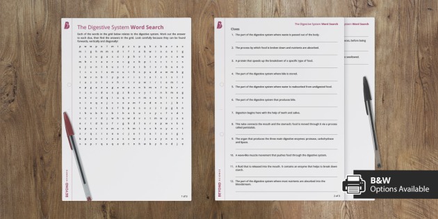 KS3 The Digestive System Word Search | Biology | Beyond