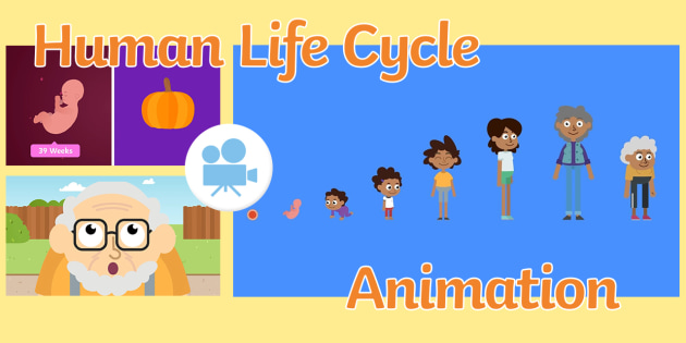 Human Life Cycles | twinkl.co.uk