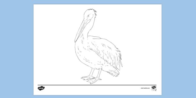 FREE! - Pelican Colouring | Colouring Page (Teacher-Made)