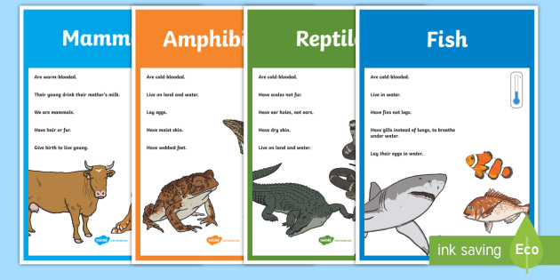 Animal Groups Display Posters - animals, animal groups, display