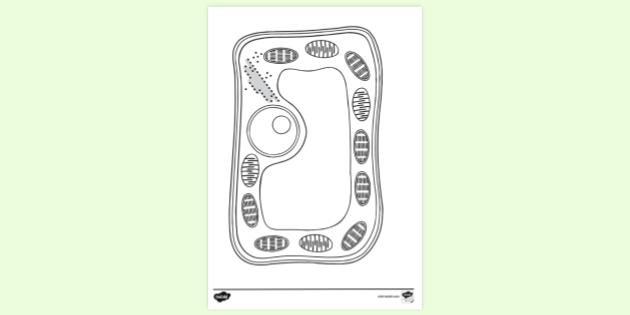 FREE! - Plant Cell With Ribosome Colouring Sheet | Colouring Sheets