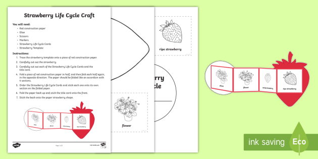 Strawberry Life Cycle Craft Instructions - strawberries