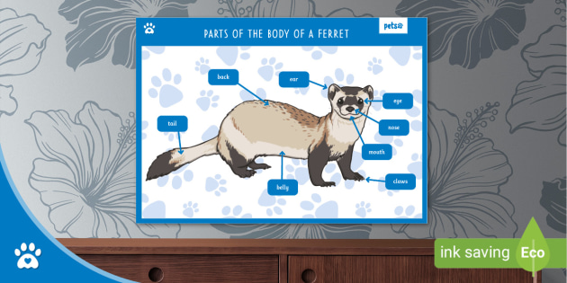 Parts of the Body of a Ferret - Display Poster