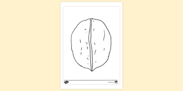 FREE! - Walnut Colouring Sheet | Colouring Sheets