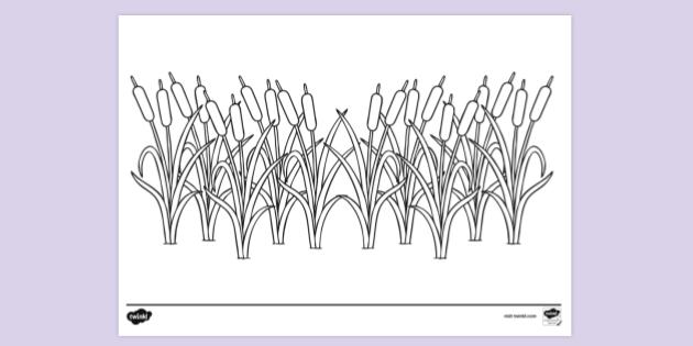 FREE! - Bulrushes Colouring | Colouring Sheet (teacher made)