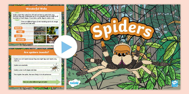 Spider Facts PowerPoint - Minibeasts - Science - Twinkl