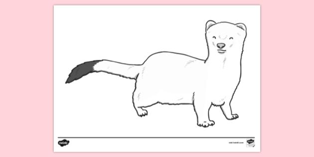 Stoat Colouring | Colouring Sheets