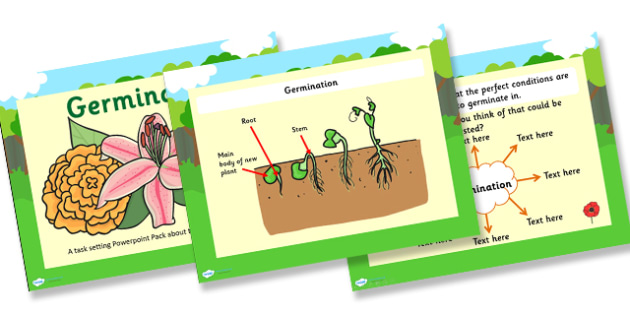 Germination Lesson Teaching PowerPoint - Twinkl