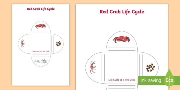 Red Crab Life Cycle Interactive Visual Aid (teacher made)