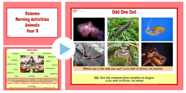 Year 3 Early Morning Activities Animals teacher Made year-3-early-morning-activities-animals-teacher-made