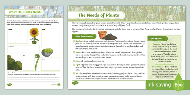 The Needs of a Plant Activity Pack - KS2 - Science - Twinkl