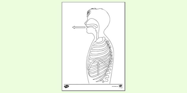 FREE! - Exhaling Colouring | Colouring Sheets (teacher made)