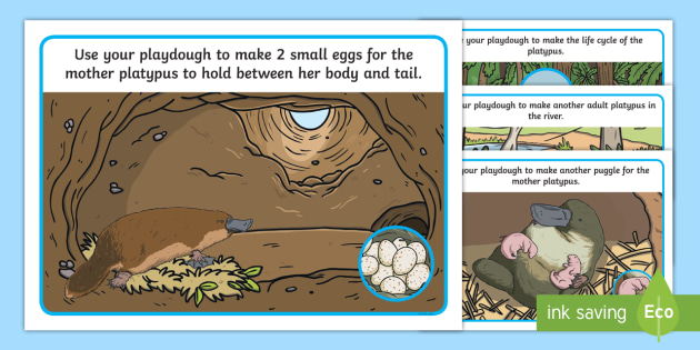 Platypus Life Cycle Playdough Mats (teacher made)
