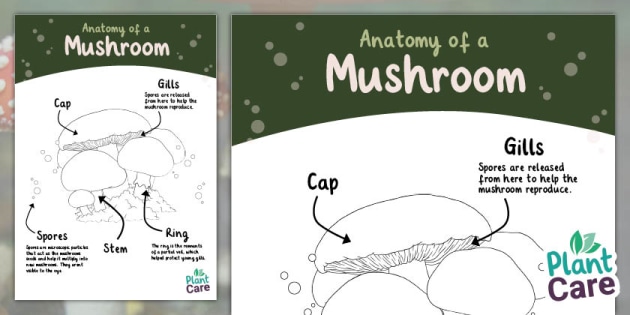 Mushroom Biology Resources | twinkl.co.uk