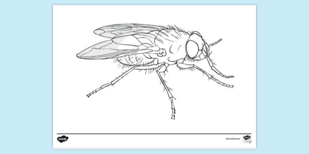 FREE! - Housefly Colouring | Colouring Sheets (teacher made)