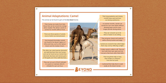 Camel Adaptations In Desert