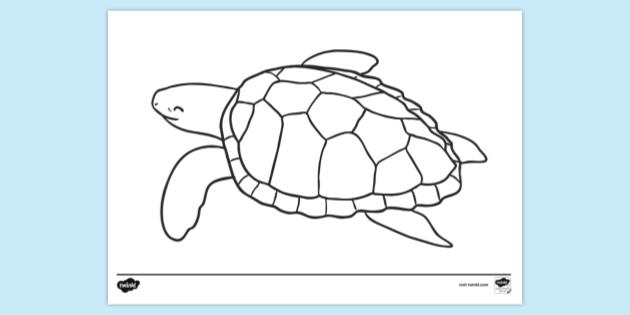 FREE! - Turtle Colouring Page For Children (teacher made)