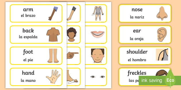 Parts Of The Body Topic Word Cards English Spanish